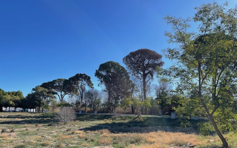 Eres más viejo que los pinos de Churra (2) - ecointeligencia